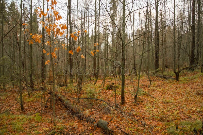 Scene in the Forest. Autumn. Yellow Withered Leaves Lie on the Ground ...