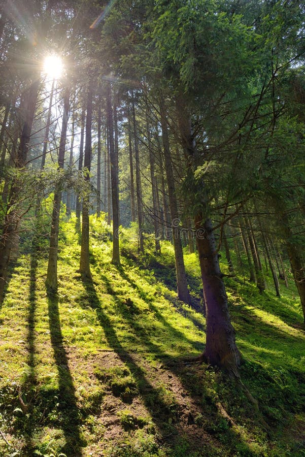 Scene Forest with Sun Rays stock image. Image of greenery - 123450573