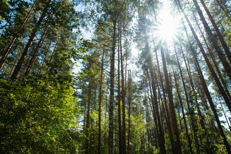 Sun Shining through Trees of Green Forest Stock Image - Image of plants ...