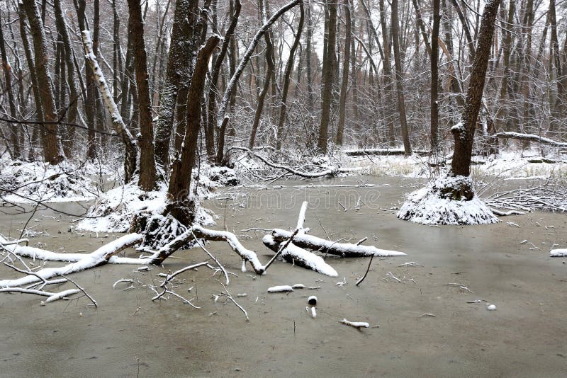 Frozen Bog in Spring Forest Stock Photo - Image of mash, environment ...