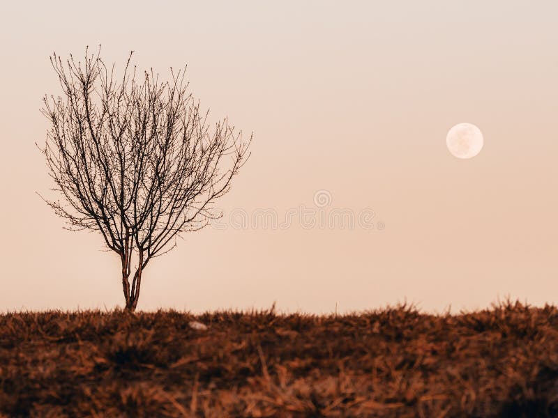Scene of a Full Moon Illuminating a Grassy Field with a Single Tree in ...