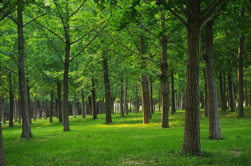 A Scene Of Ginkgo Trees In Beijing Olympic Forest Park Stock Photo ...