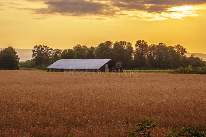 Scene of Gold stock photo. Image of gold, paint, wheat - 89428110