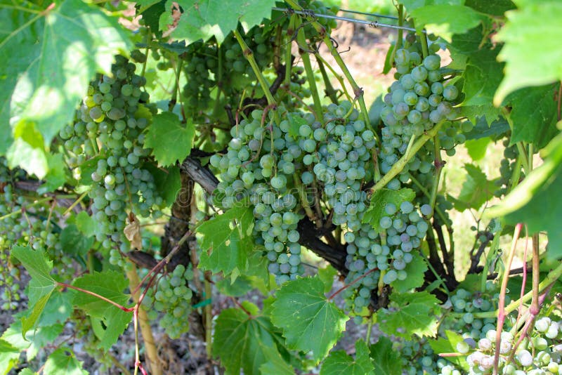 Vines stock photo. Image of vineyard, orchard, vines - 99226014