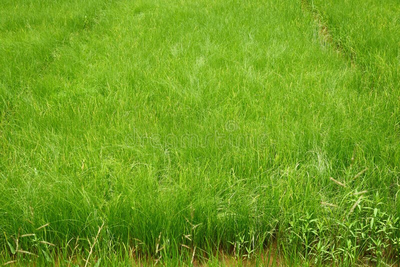 Scene of Green Rice Field Pattern Stock Image - Image of fresh, paddy ...