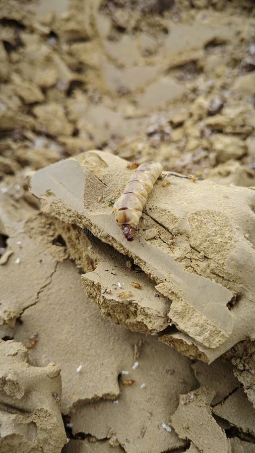 Scene Inside the Dig Up Mound Hill Termite Nestle from the Ground ...