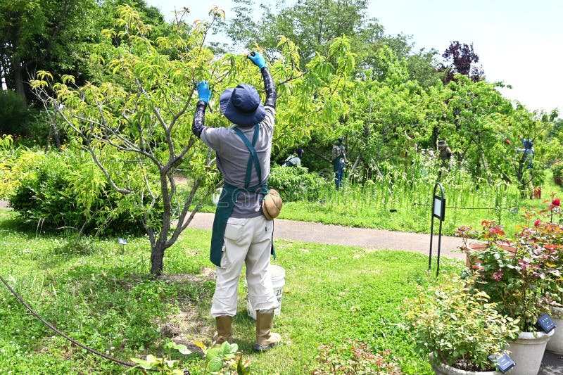 The Scene of Maintenance and Beautification Work in the Park. Stock ...