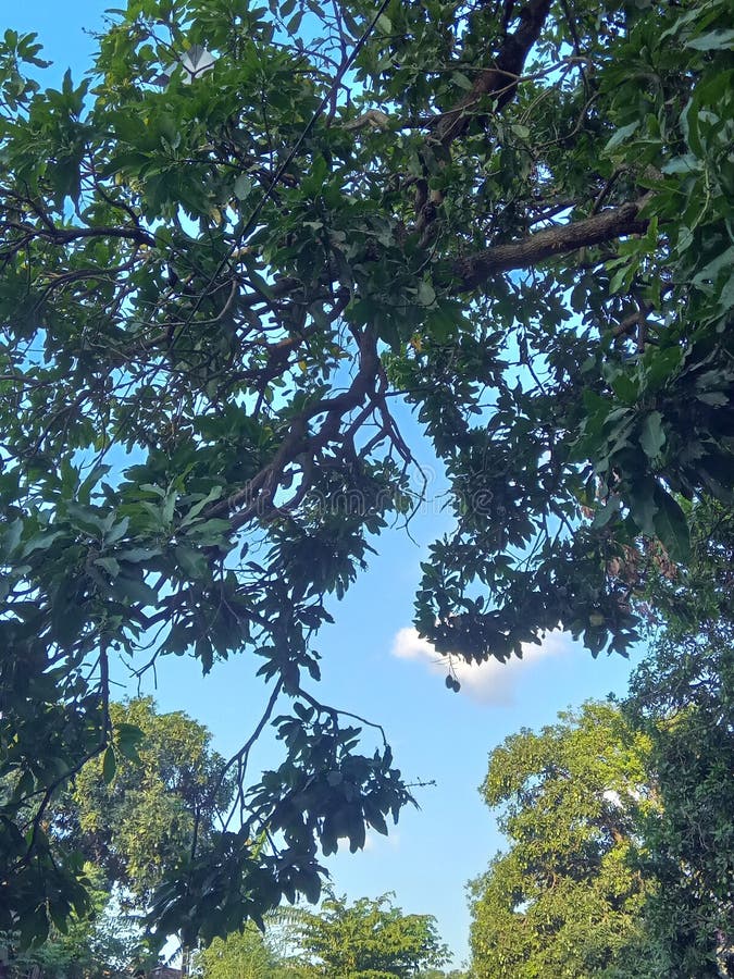 A Scene of Mango Trees in Glory Stock Image - Image of glory, cloud ...