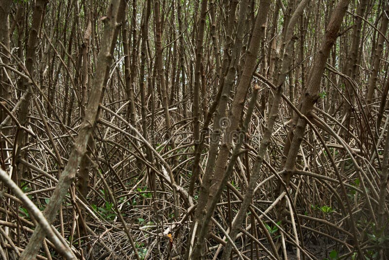 Scene of Mangrove Tree Branch Pattern Stock Photo - Image of botanic ...