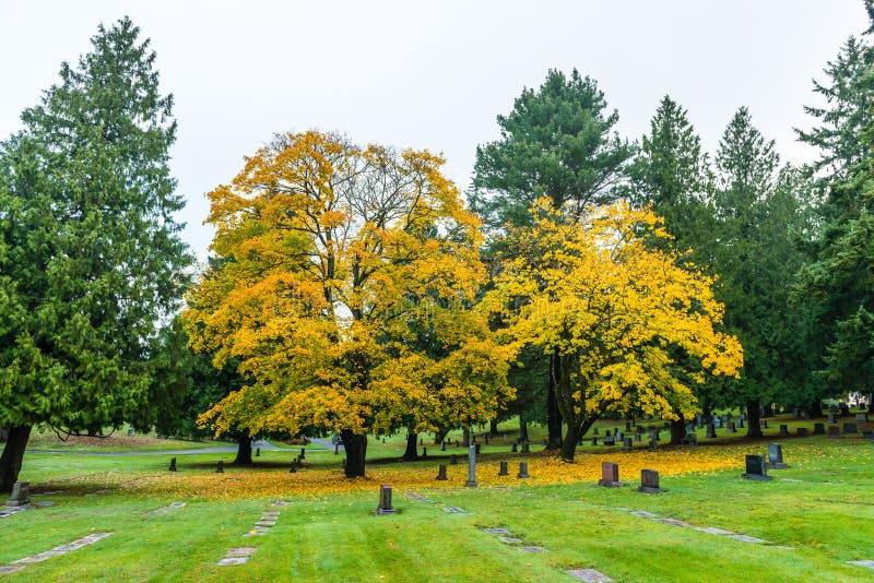 Scene of Maple Three when Autumn in Graveyard Stock Photo - Image of ...