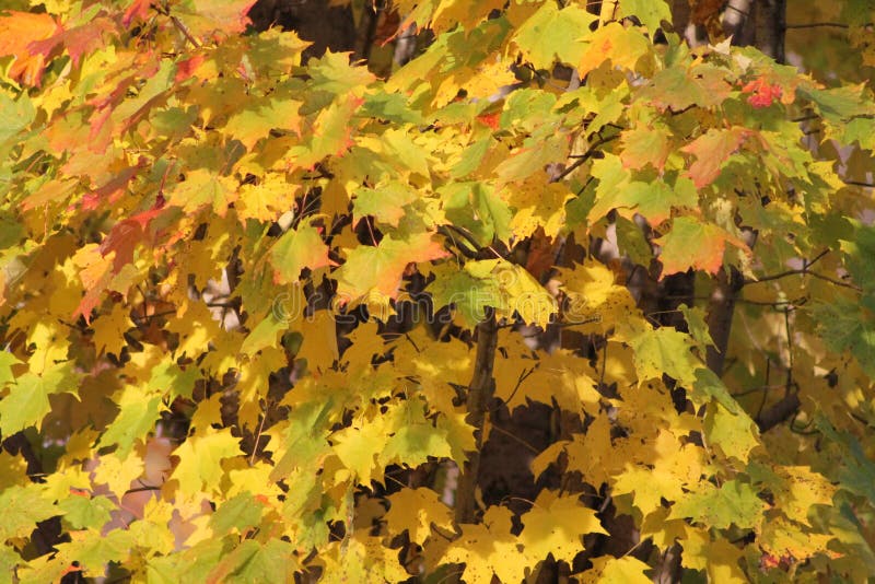 Scene of maple tree yellow stock photo. Image of shrub - 233189022