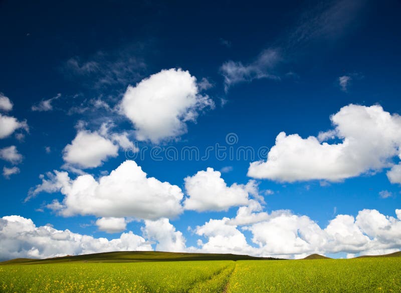 Scene of the meadow stock image. Image of meadow, agriculture - 10738103