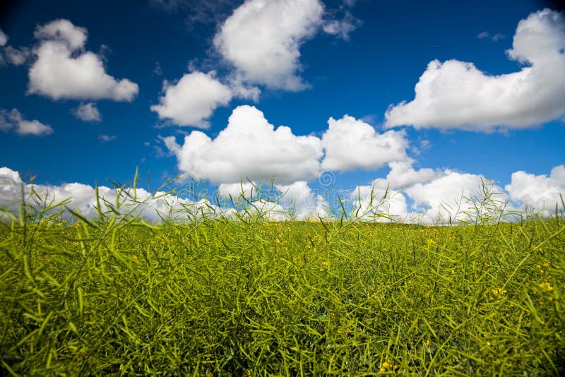 Scene of the meadow stock image. Image of meadow, agriculture - 10738103
