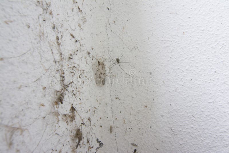 166 Messy Cobweb Photos - Free & Royalty-Free Stock Photos from Dreamstime