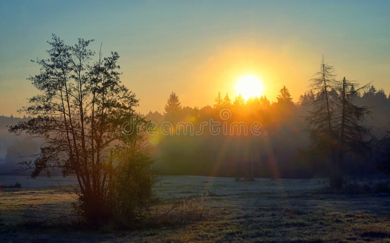 Scene Misty Forest with Sun Rays Stock Image - Image of plants, scene ...