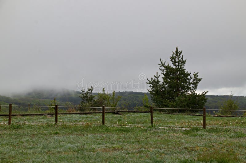 Scene with Misty Spring Meadows, Forest and Singly Trees in Plana ...