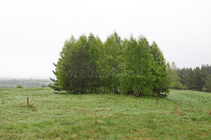 Scene with Misty Spring Meadows, Forest and Singly Trees in Plana ...