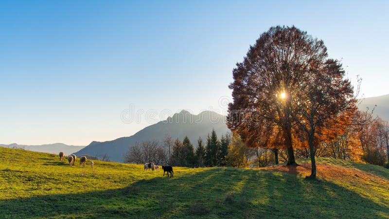 Scene of Mountain Pastures in Autumn Stock Image - Image of valley ...