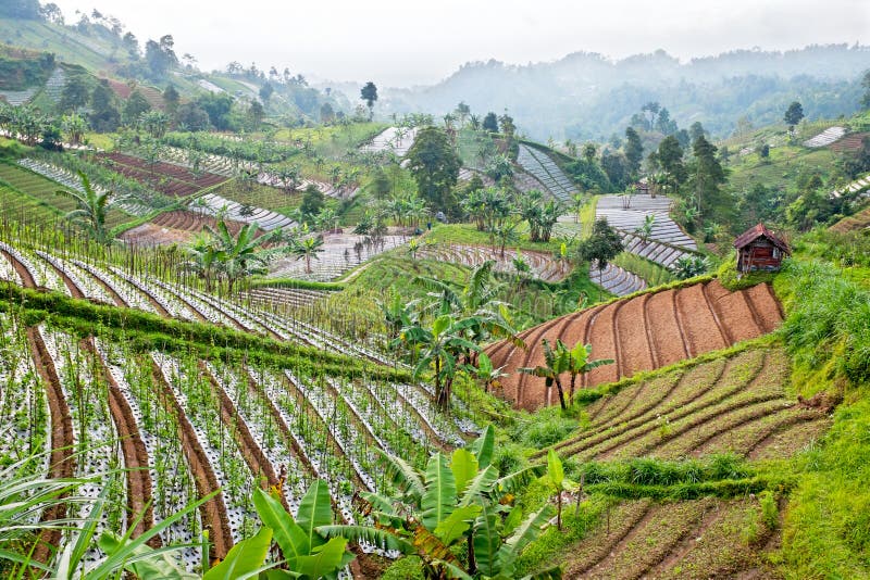 Scene in the Mountains on East Java, Indonesia Stock Image - Image of ...