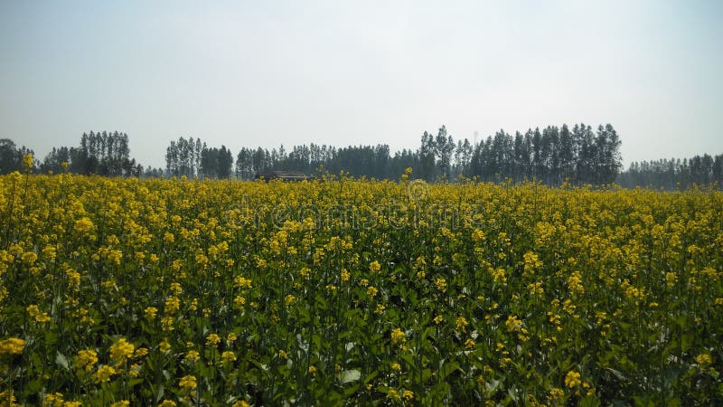 A scene of mustard farm stock photo. Image of scene - 172627858