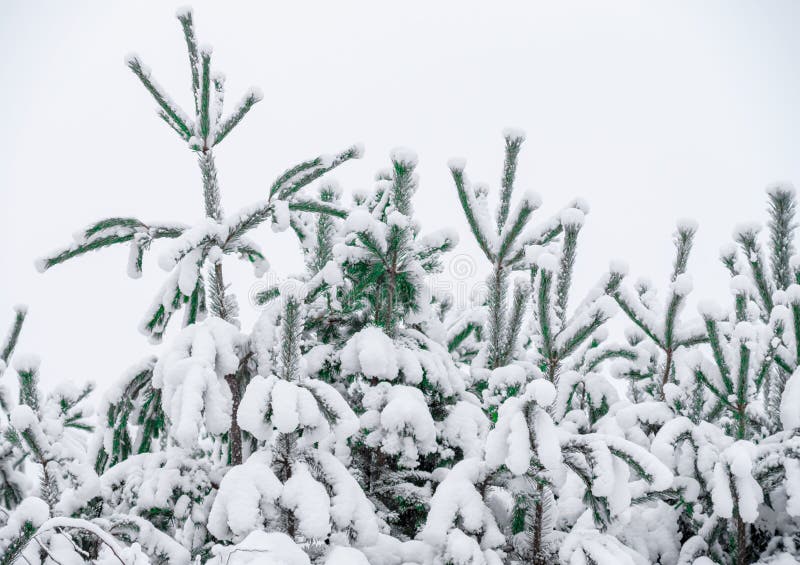 Scene with Natural Pine Trees Covered in Snow Stock Image - Image of ...