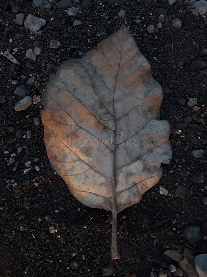 In the Scene of a Nice Padded Puddle Evening Stock Image - Image of ...