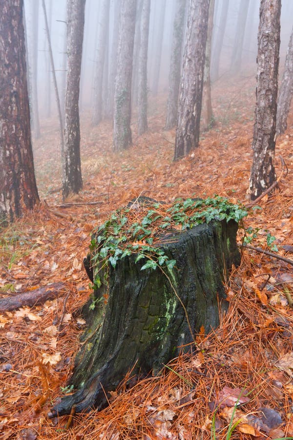 Old stump in misty forest stock photo. Image of broken - 30181990