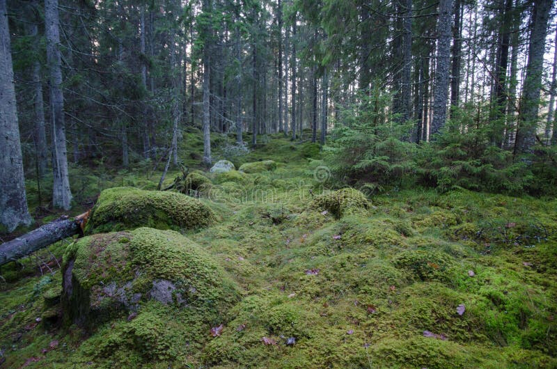Untouched old forest stock image. Image of woodland, moss - 85646293