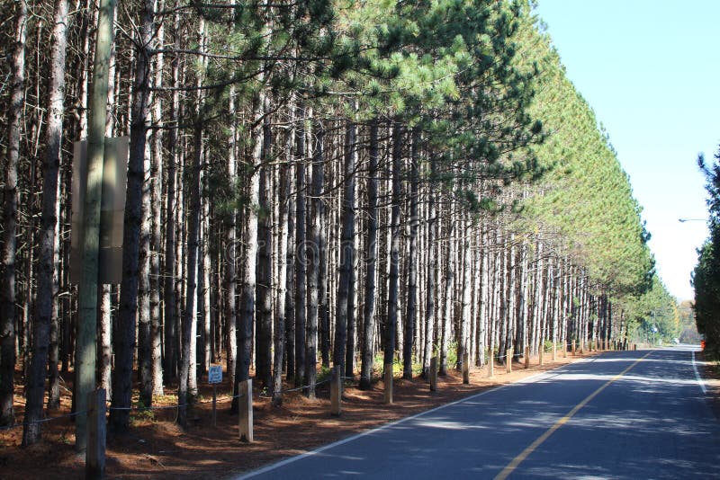 Pine trees stock photo. Image of outdoors, colors, pine - 102876518
