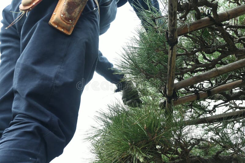 Scene of Pruning Black Pine. Stock Photo - Image of evergreen, branches: 266765066
