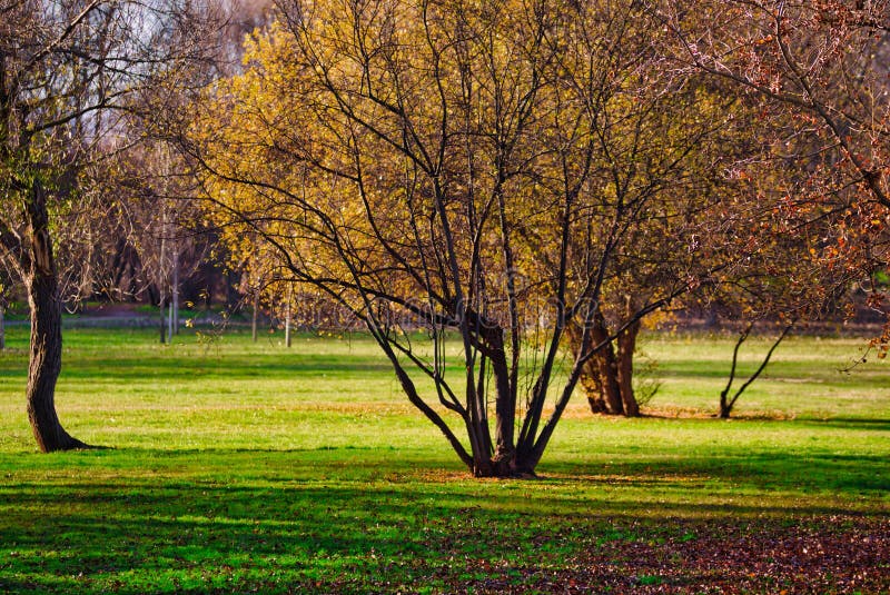 Scene of a Public Park with Trees on a Beautiful Morning Stock Photo ...