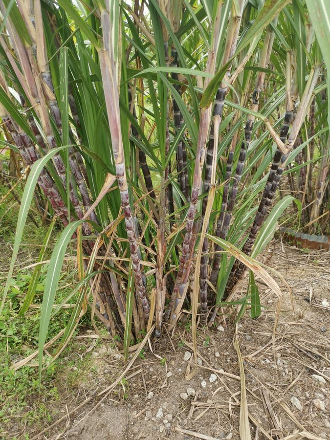The stems of sugar cane stock image. Image of wood, tree - 111289903