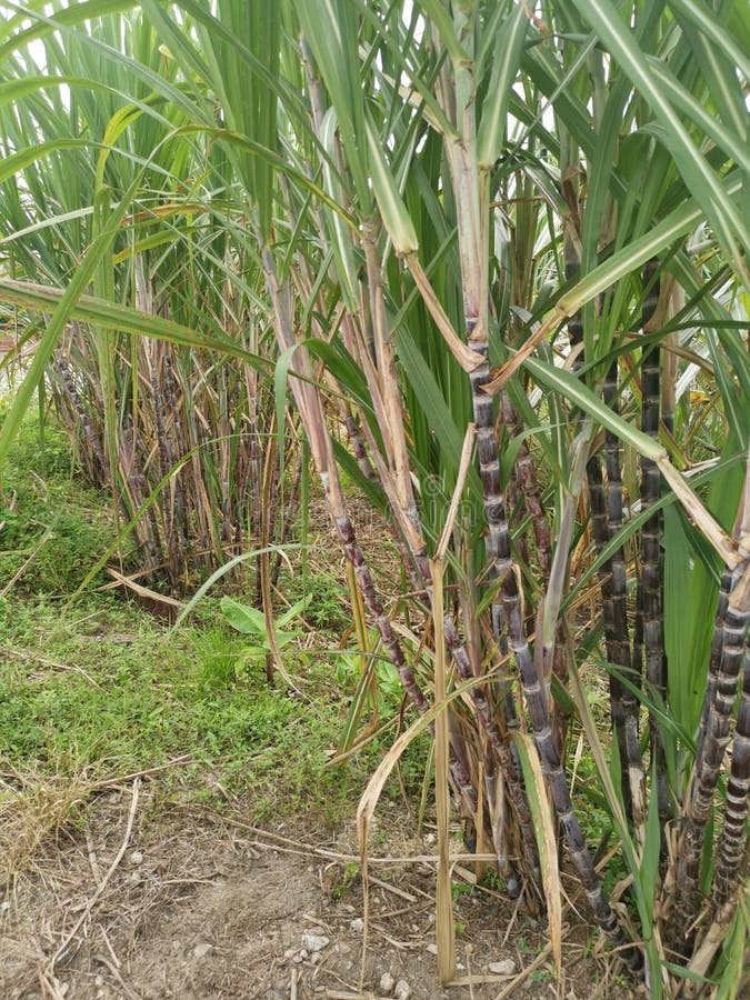 The stems of sugar cane stock image. Image of wood, tree - 111289903