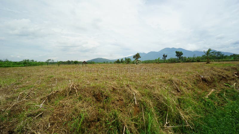 The Scene of Rice Field and Mountain Ranges in Semarang Stock Photo ...