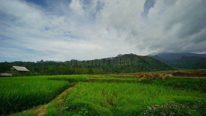 The Scene of Rice Field and Mountain Ranges in Semarang Stock Image ...