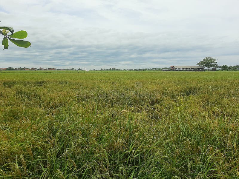 Scene of a Rice Field in a Village Stock Image - Image of indonesia ...