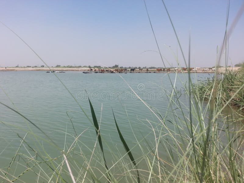 This Scene of River. Animals Walks on the Bank of River Stock Photo ...