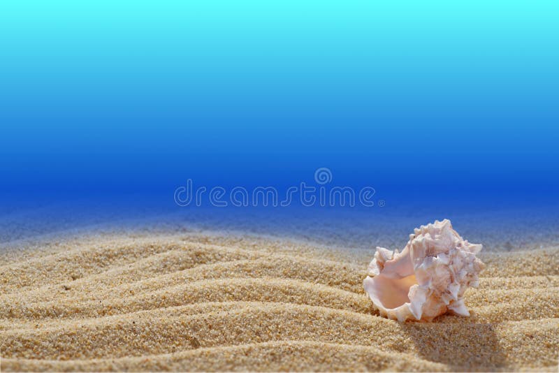 Scene of the Seabed. Shell in the Sand. Close-up. Blue Background. Free ...