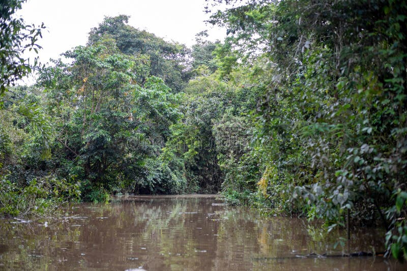 Scene at a Small Creek Off the Amazon River in the Amazonian Rainforest ...