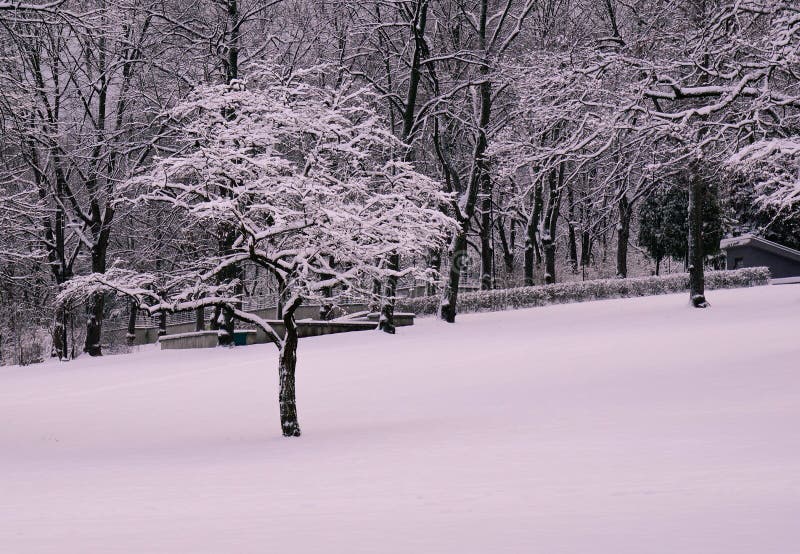 Scene in snowy city park stock photo. Image of seasonal - 83520506