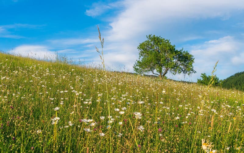 A Scene of a Spring in the Field Stock Photo - Image of springtime ...