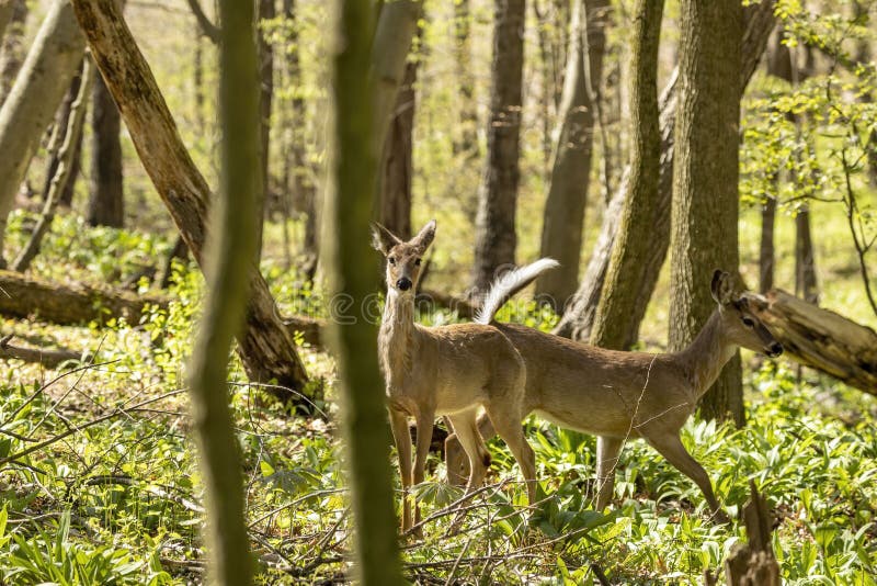 White-tailed Deer in Spring Forest. Stock Photo - Image of habitat ...
