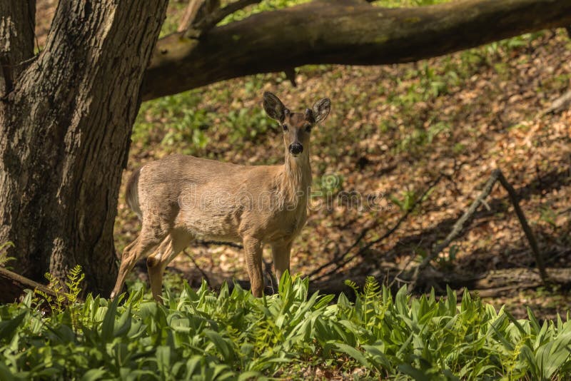 White-tailed Deer in Spring Forest. Stock Photo - Image of beautiful ...