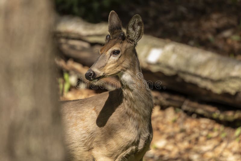 White-tailed Deer in Spring Forest. Stock Photo - Image of michigan ...