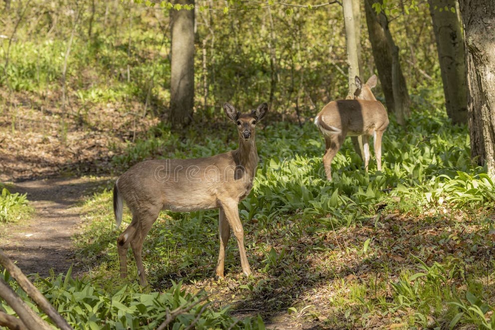 White-tailed Deer in Spring Forest. Stock Image - Image of beautiful ...