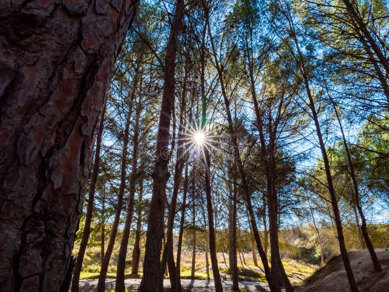 Scene with Sun in a Pine Forest at Noon Stock Image - Image of light ...