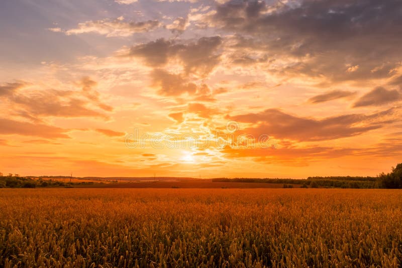 Scene of Sunset on the Field with Young Rye or Wheat in the Summer with ...