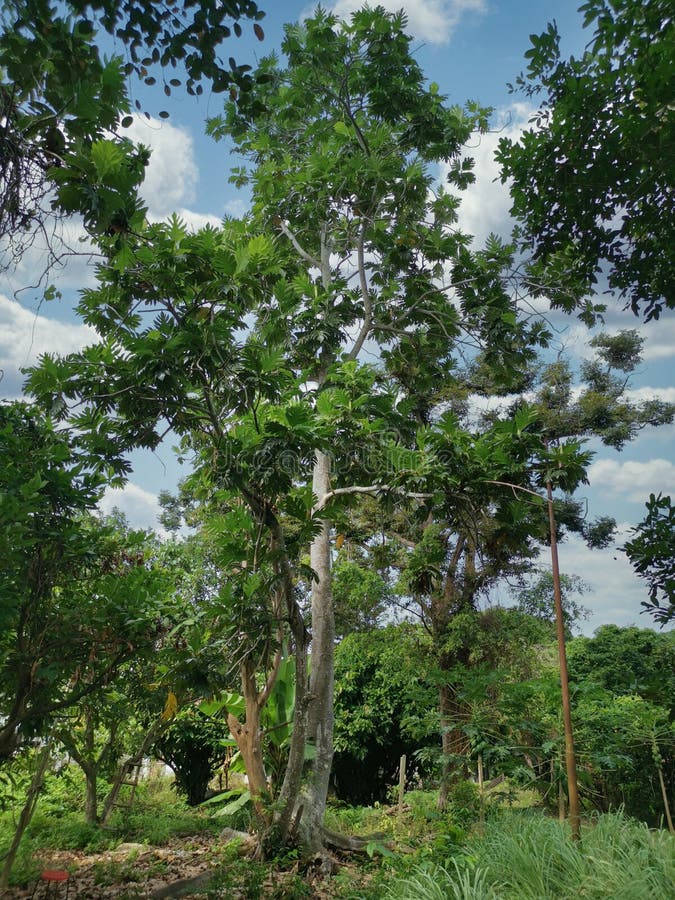 Tall Breadfruit Tree stock image. Image of family, branch - 135746441