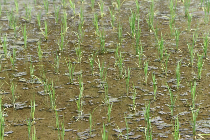 Rice transplanting stock photo. Image of asia, countryside - 150190128