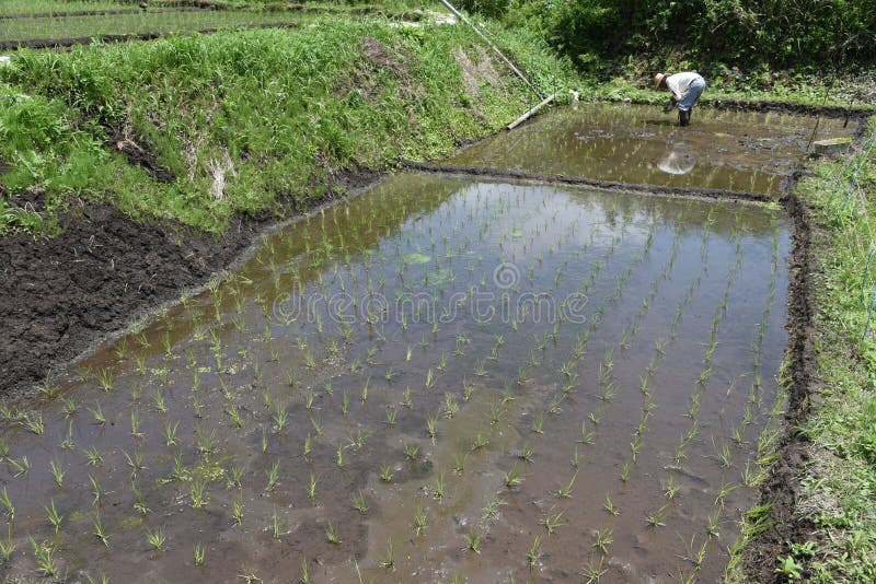 Rice transplanting stock photo. Image of agriculture - 150190116